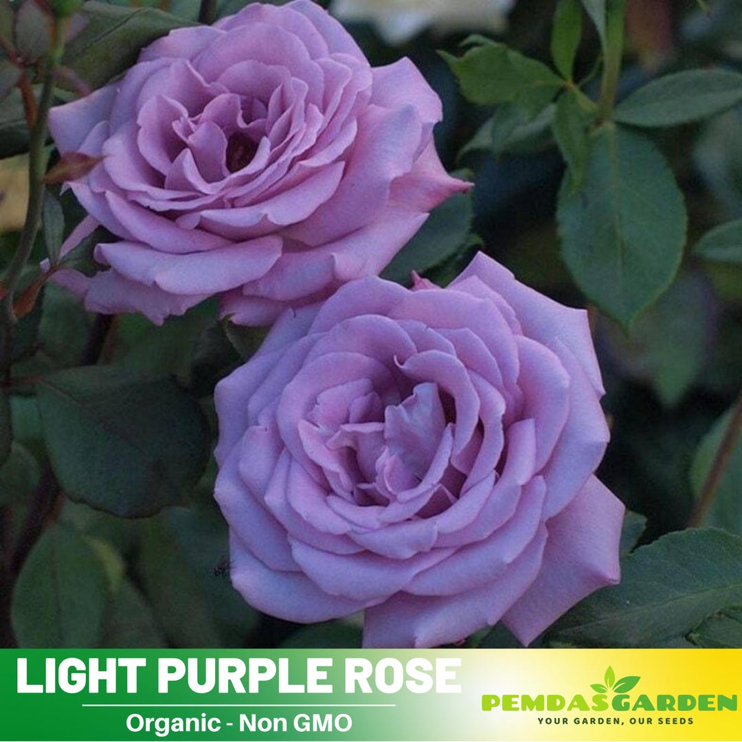 30+ Seeds| Light Purple Perennial Flower Rose - Authentic Seeds ...