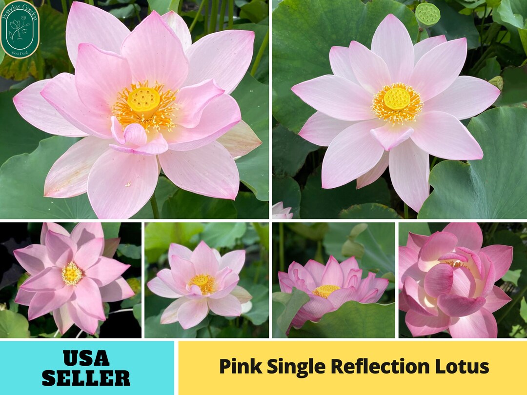 5 Rare Seeds Pink Single Reflection Lotus Seeds Indian Lotus nelumbo ...