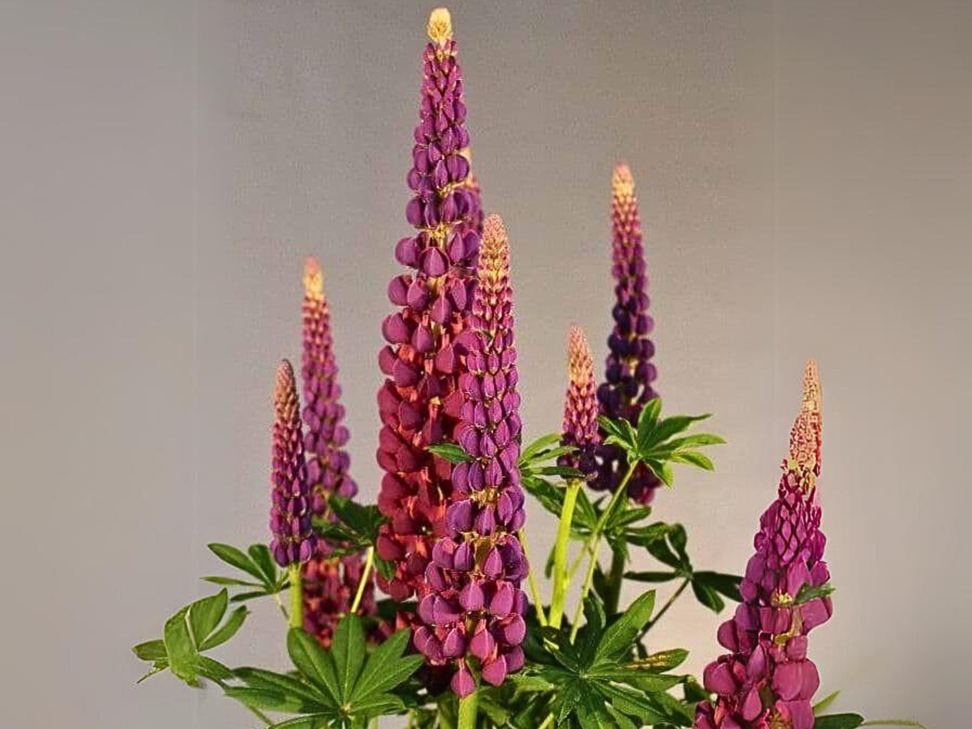 Masterpiece Lupine (Lupinus ‘Masterpiece’) Seeds- Lupine Seeds - blueb ...