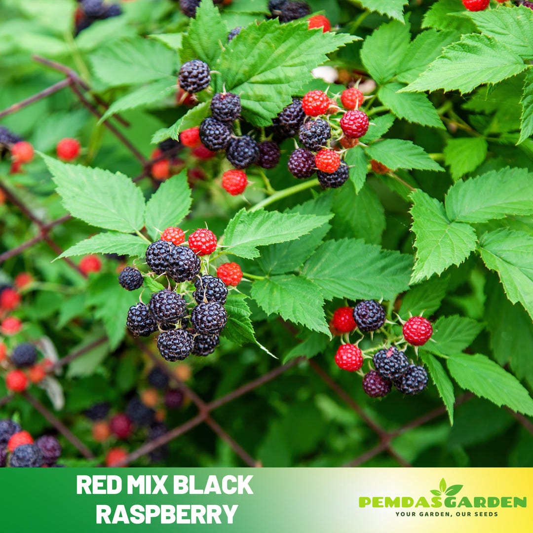 35 Mix Red & Black Raspberry Seeds – Rubus Idaeus - Rubus Occidentalis ...
