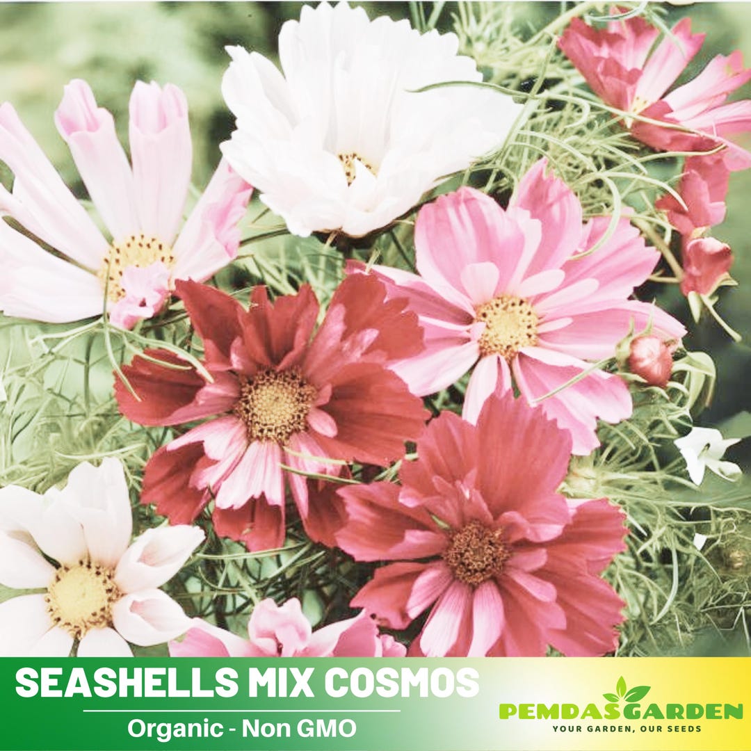 50+ Seeds| Seashells Mix Cosmos Seeds~ Authentic Seeds ~ GMO Free ...