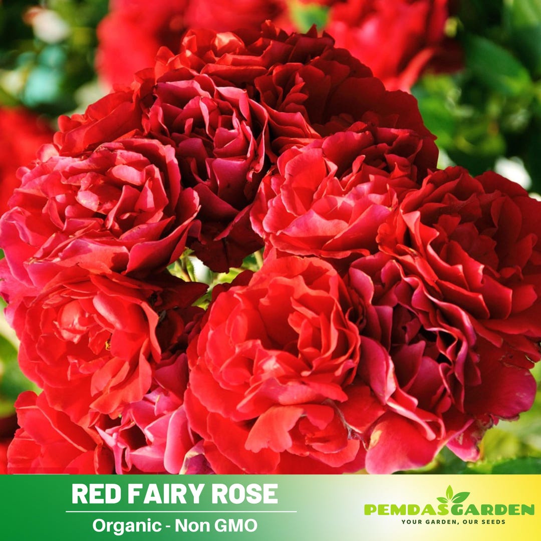 30+ Seeds| Red Fairy Rose Seeds - Authentic - Perennial ~ GMO Free ...