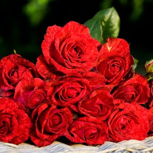 32+ Seeds| Red Intuition Rose Seeds-perennial -authentic Seeds-flowers ...