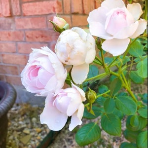 Pink Earth Angel Floribunda Flower Rose Seeds - Authentic Seeds ...