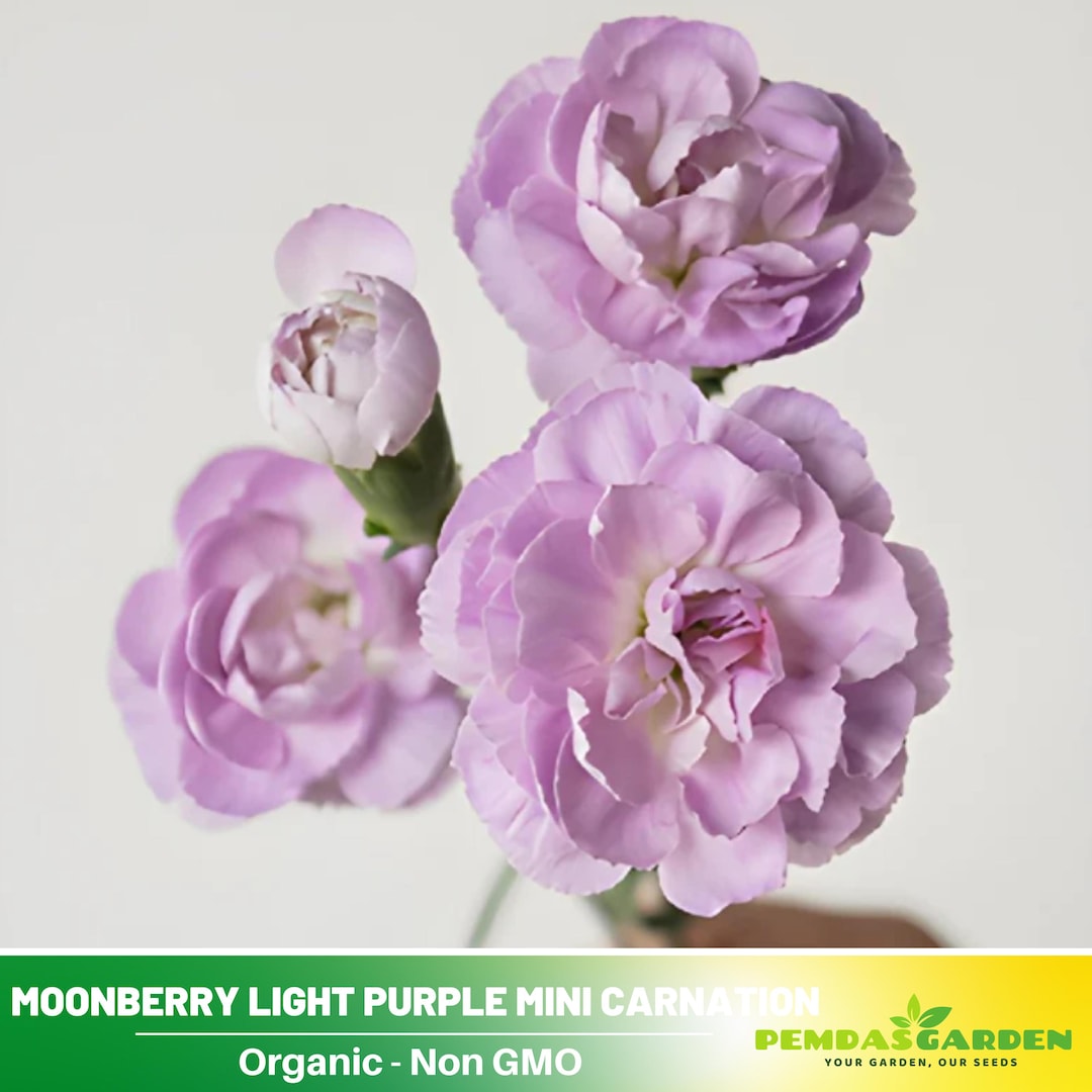 Moonberry Light Purple Mini Carnation - Authentic - Open-pollinated ...