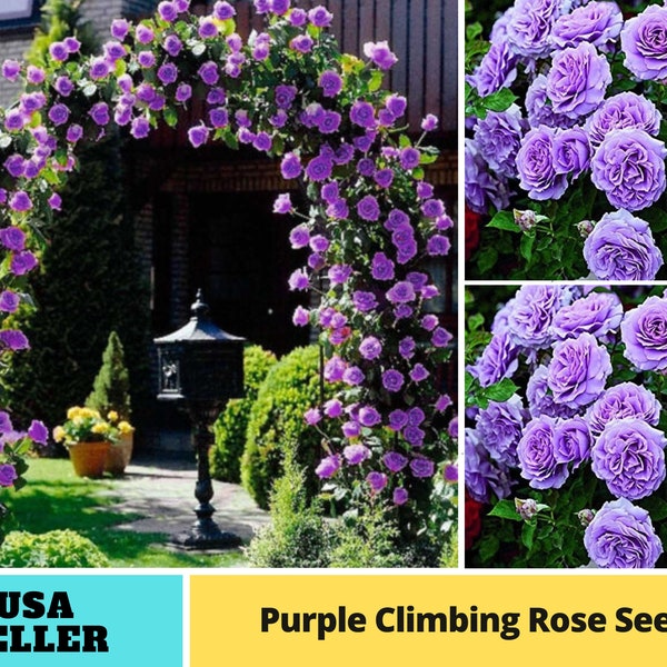 Purple Climbing Rose - Etsy