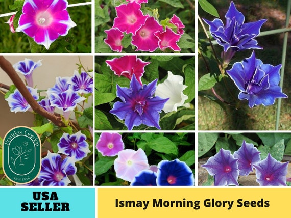 30 Seeds Kikyo-zaki Morning Glory Seeds Authentic Seeds - Etsy