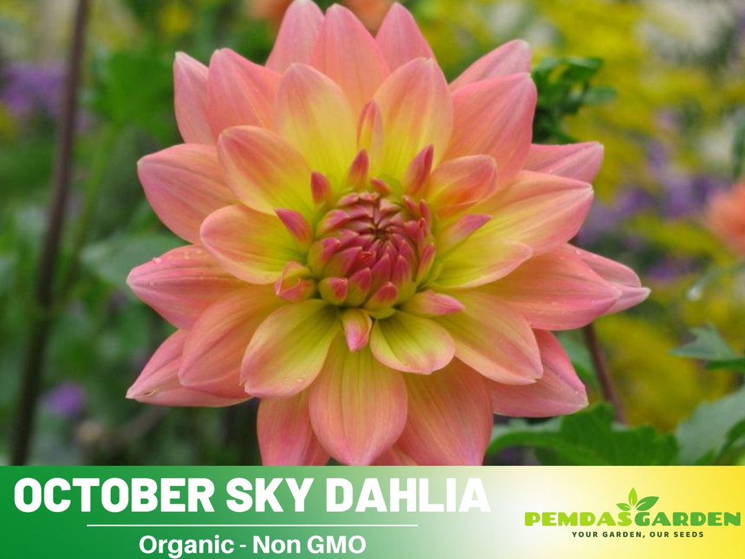 40 Seeds October Sky Dahlia Seeds Pollinator Friendly Open Pollinated ...