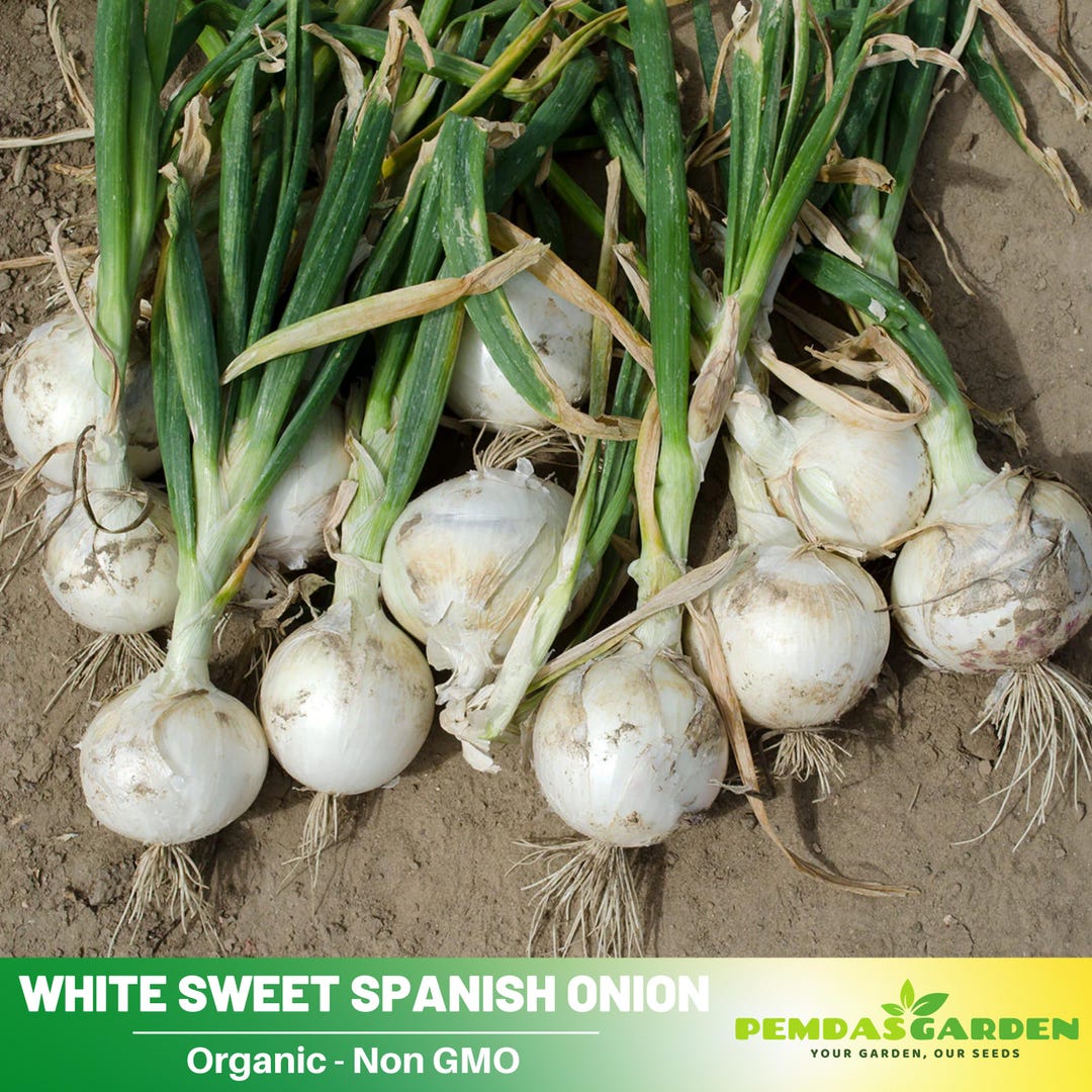 25 Seeds| White Sweet Spanish Onion Seeds - Annual - Authentic - Open ...