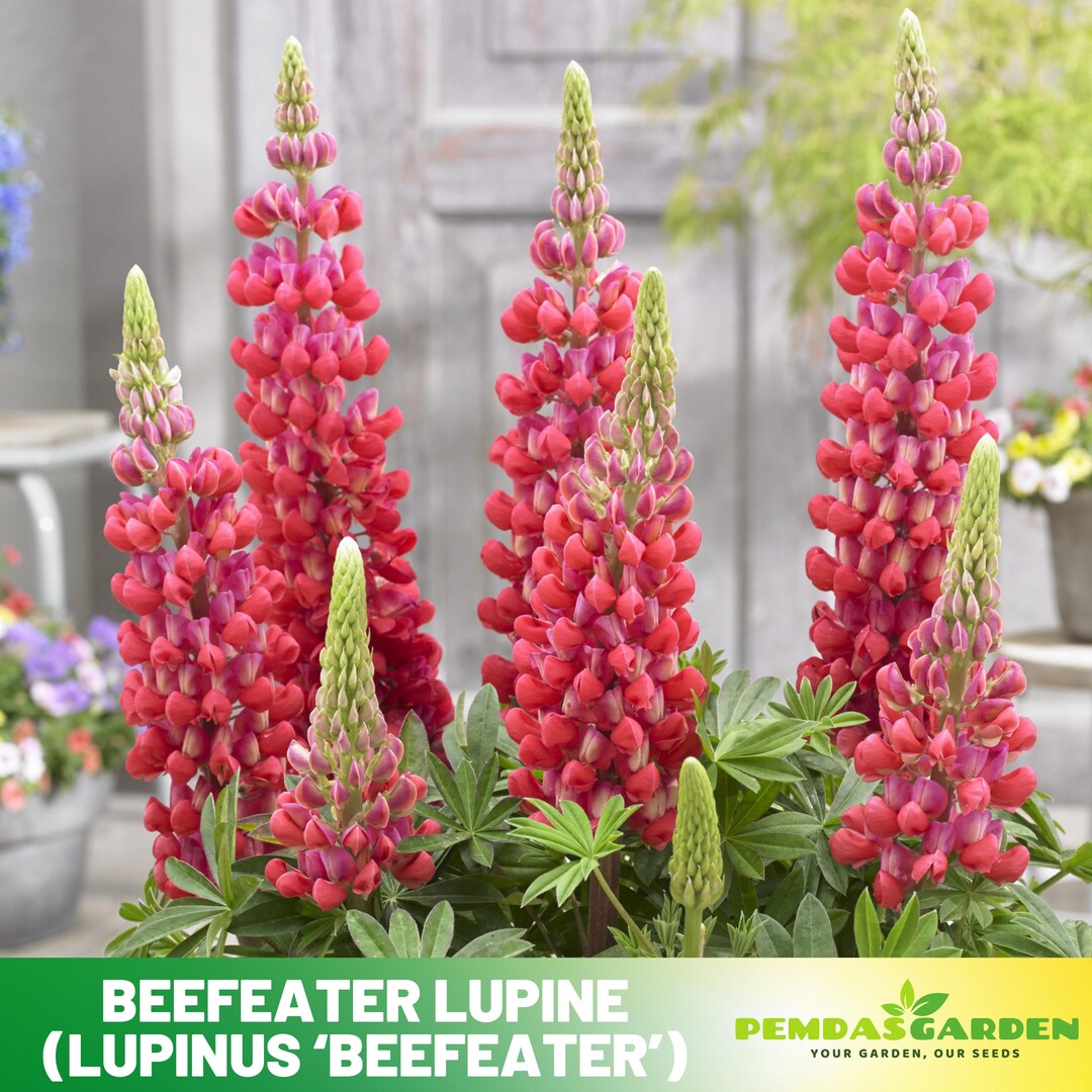 Lupinus ‘beefeater’ (lupine) Seeds-cottage Garden - Heirloom - Native ...