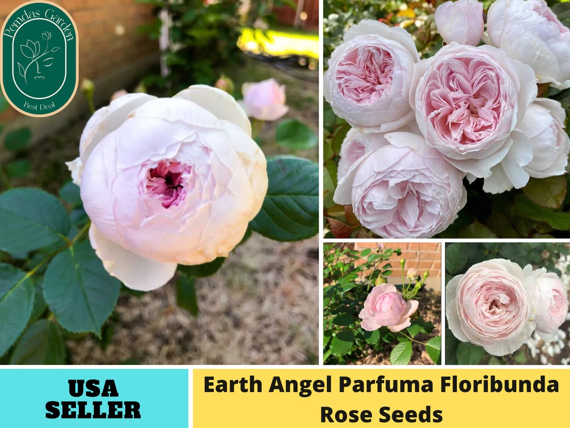30 Seedspink Earth Angel Floribunda Flower Rose Seeds - Etsy
