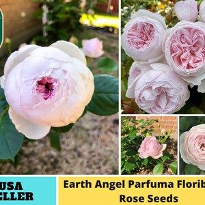 30 Seedspink Earth Angel Floribunda Flower Rose Seeds Authentic Seeds ...
