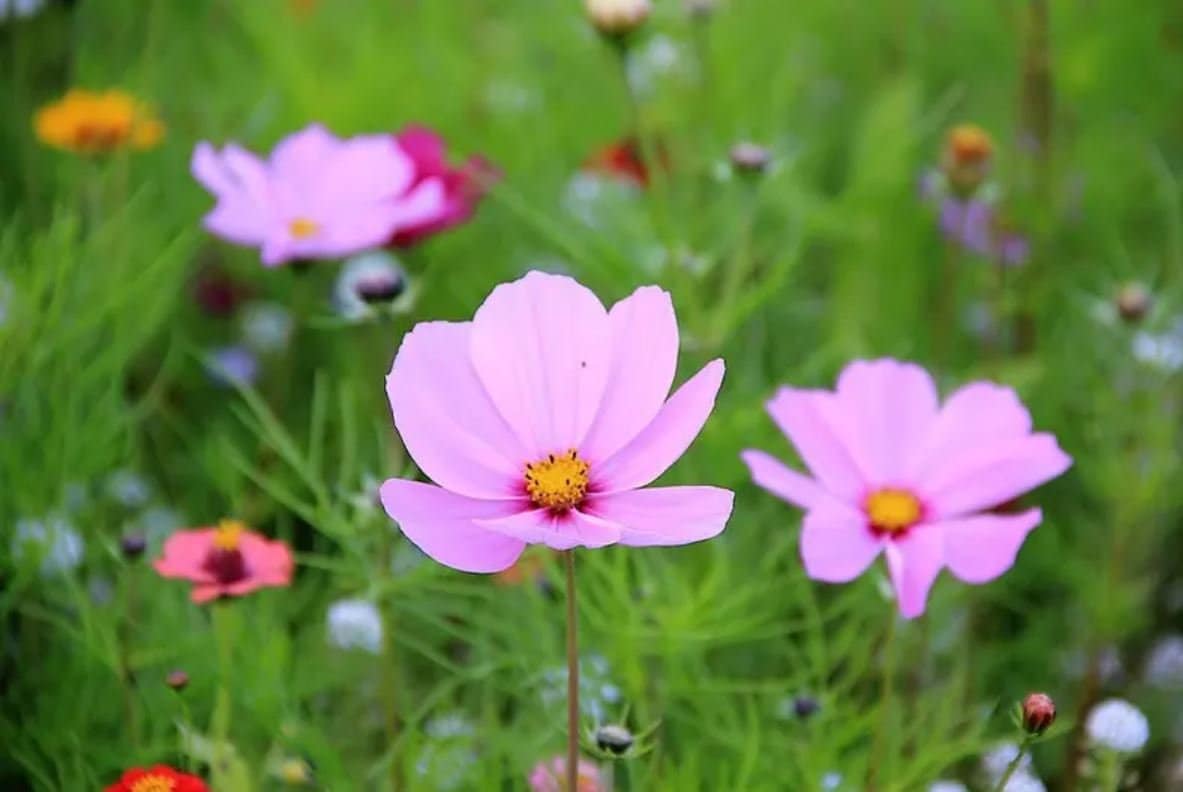 50 Seeds Rose dwarf Early Cosmos Seeds Authentic GMO - Etsy