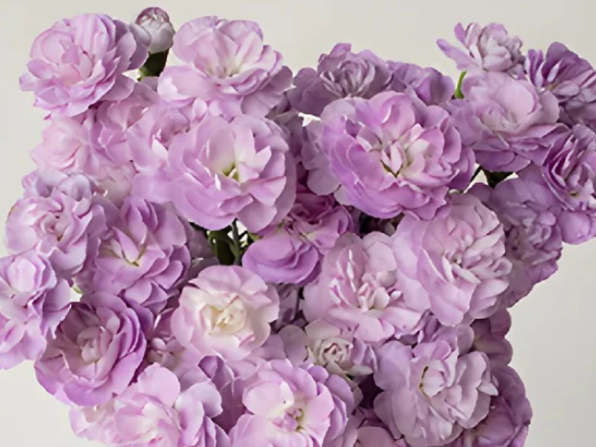 30+seeds|moonberry Light Purple Mini Carnation - Authentic - Open ...