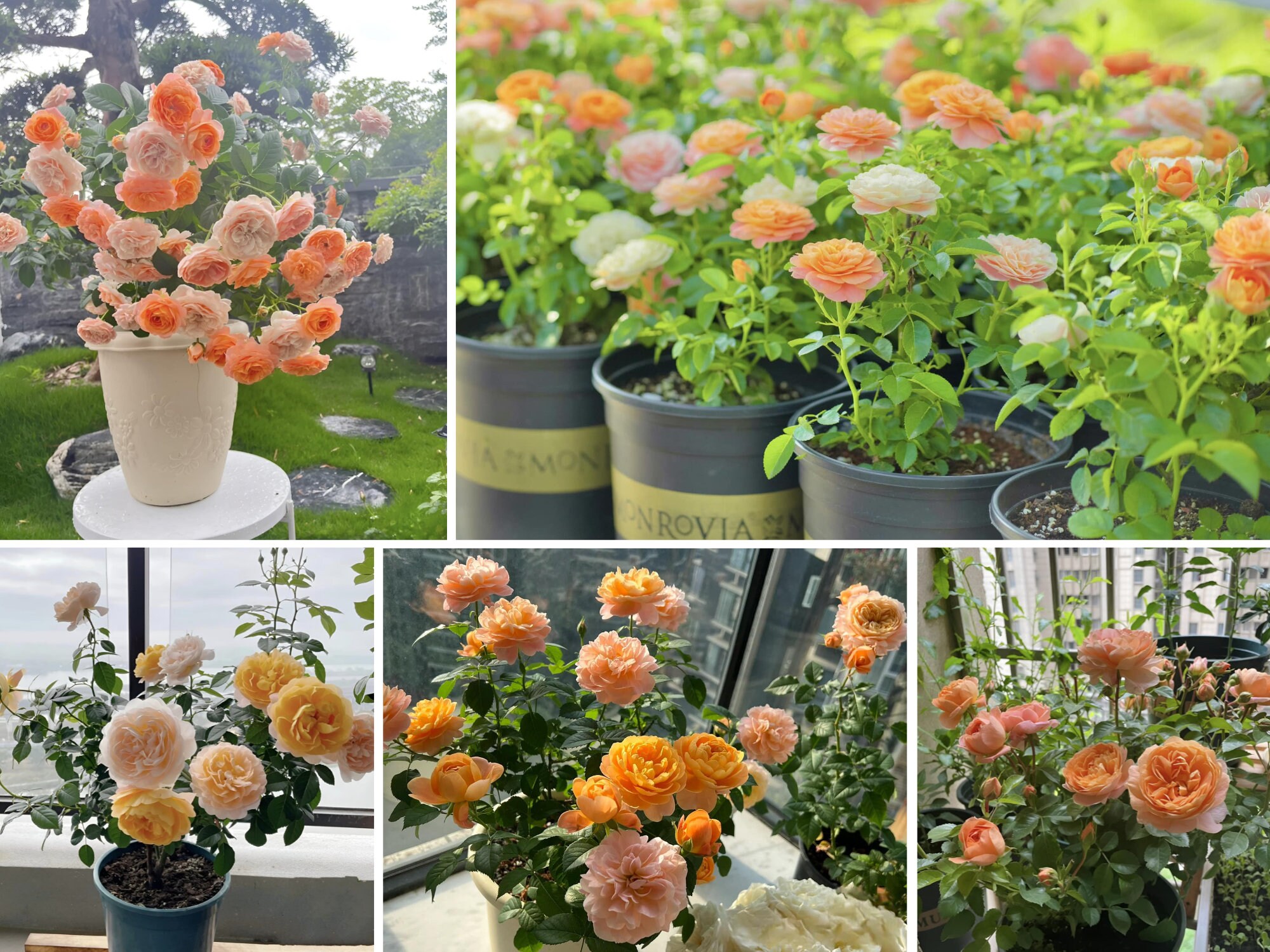 30+ Seeds| Juicy Terrazza Rose Seeds - Authentic - Perennial ~ GMO Free ...