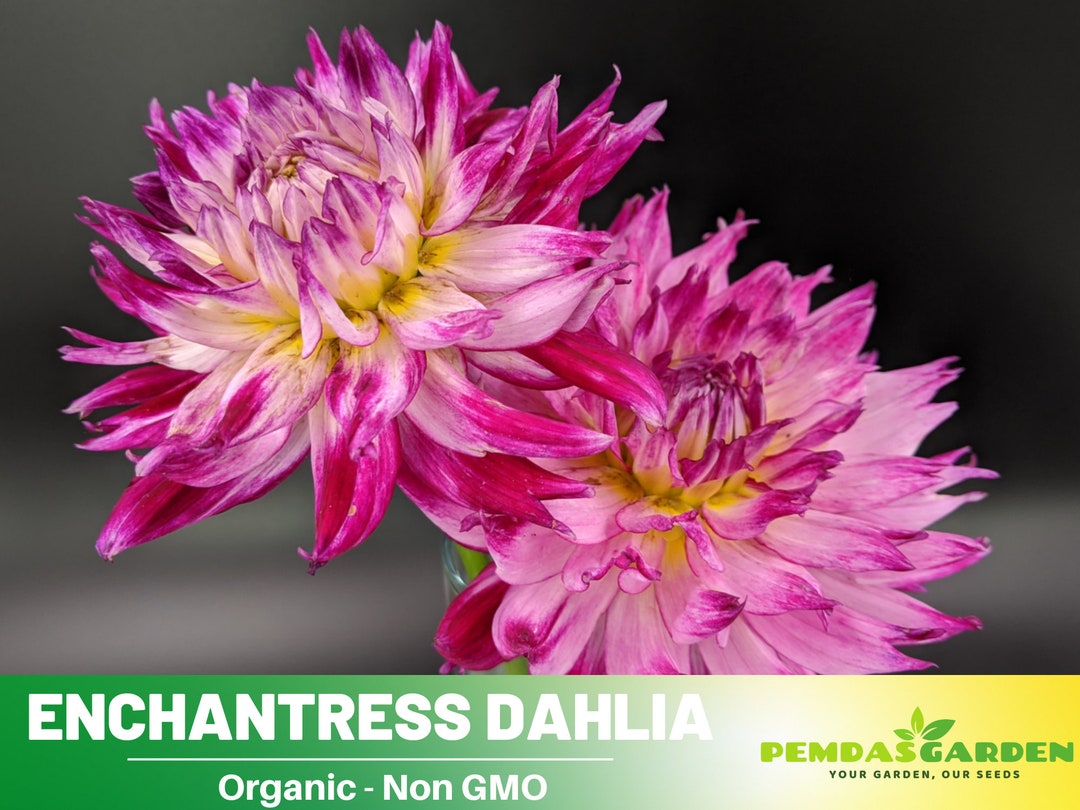 40 Seeds Enchantress Dahlia Perennial Seeds Authentic Seeds Perennial ...