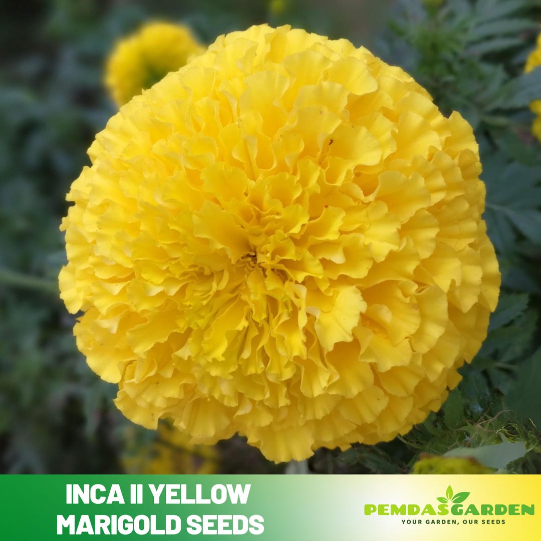 25+ Seeds| Inca II Yellow Marigold Seeds - Edible -open-pollinating ...