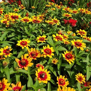 Zinnia Profusion Red Yellow Bicolor - Authentic - Open-pollinated ...