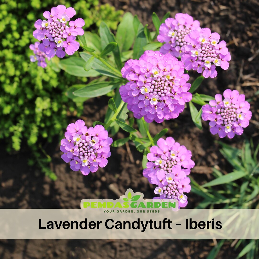 Lavender Candytuft Seeds – Iberis Sempervirens Pastel Lavender ...