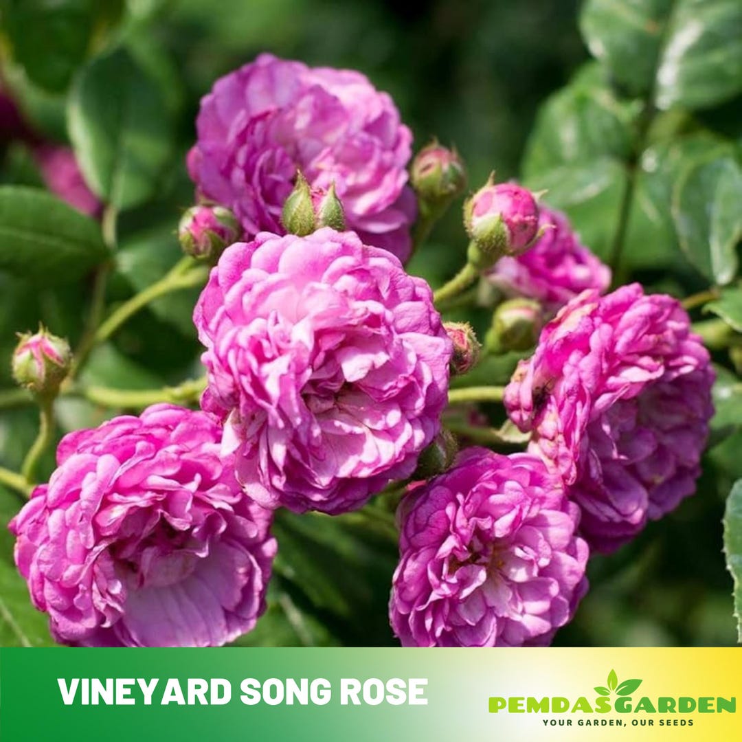 30+ Seeds| Vineyard Song Rose Seeds - Authentic - Perennial ~ GMO Free ...