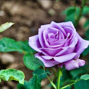 30+ Seeds| Light Purple Perennial Flower Rose - Authentic Seeds ...