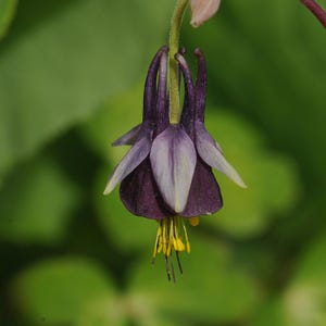 25+ Seeds| 'chocolate Soldier' Columbine Seeds - Cold Resistant ...