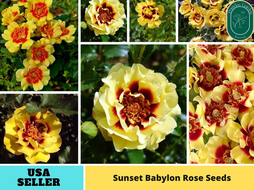 30 Seeds Sunset Babylon Rose Seeds Authentic Perennial GMO Free Flower ...