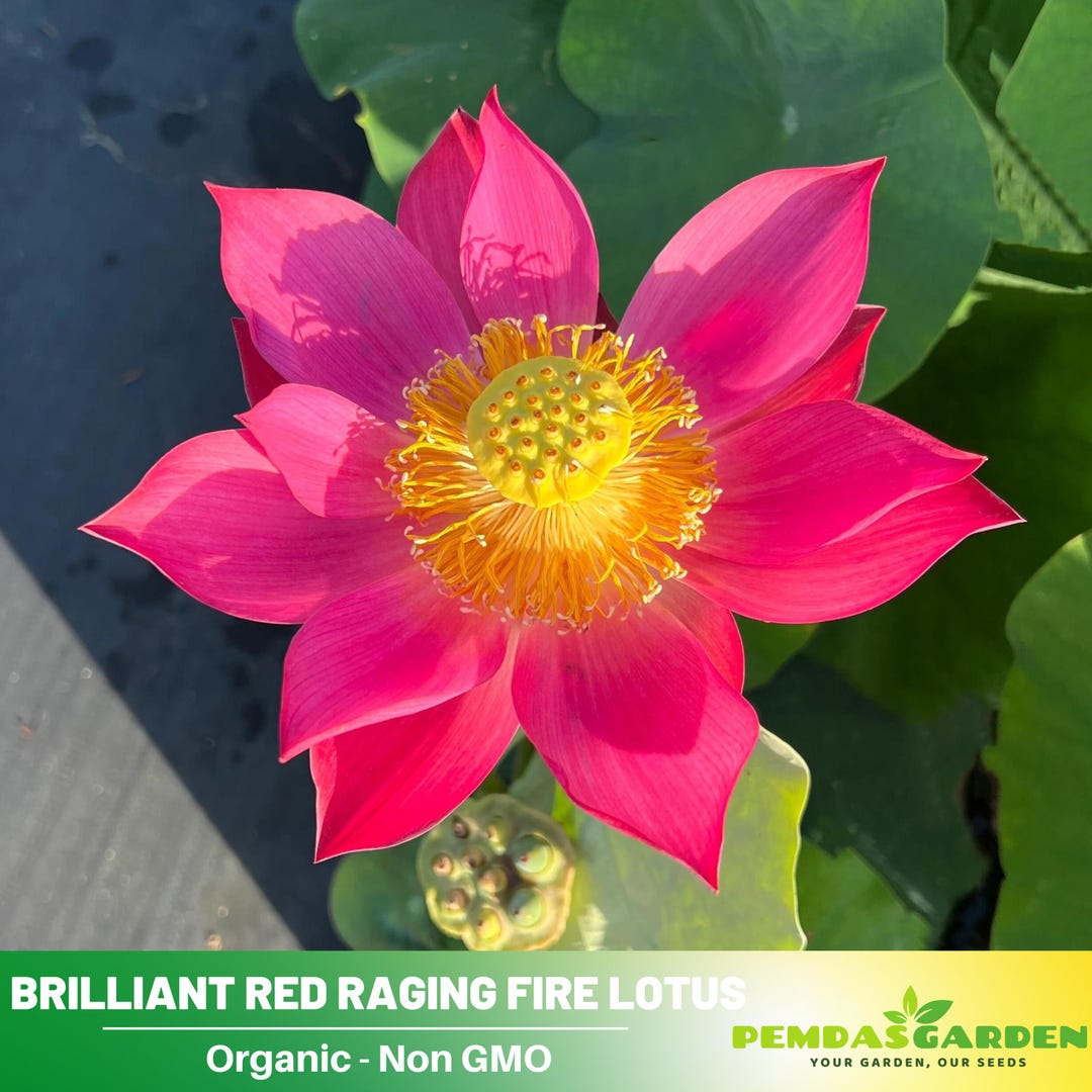 5 Rare Seeds| Brilliant Red Raging Fire Lotus Seeds - Indian Lotus ...