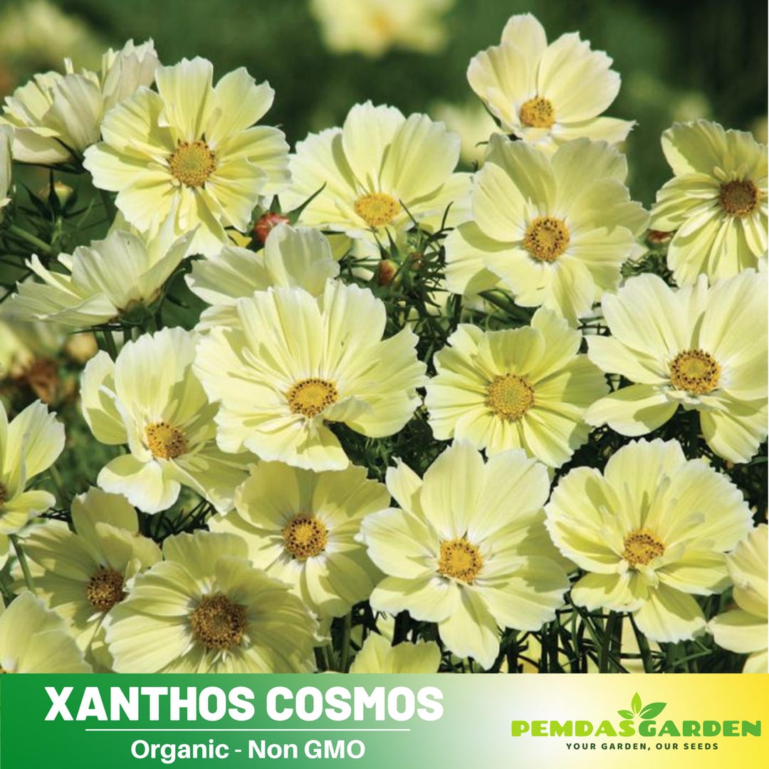 50 Seeds Xanthos Cosmos Mix Seeds Authentic Seeds GMO Free Seedsflower ...