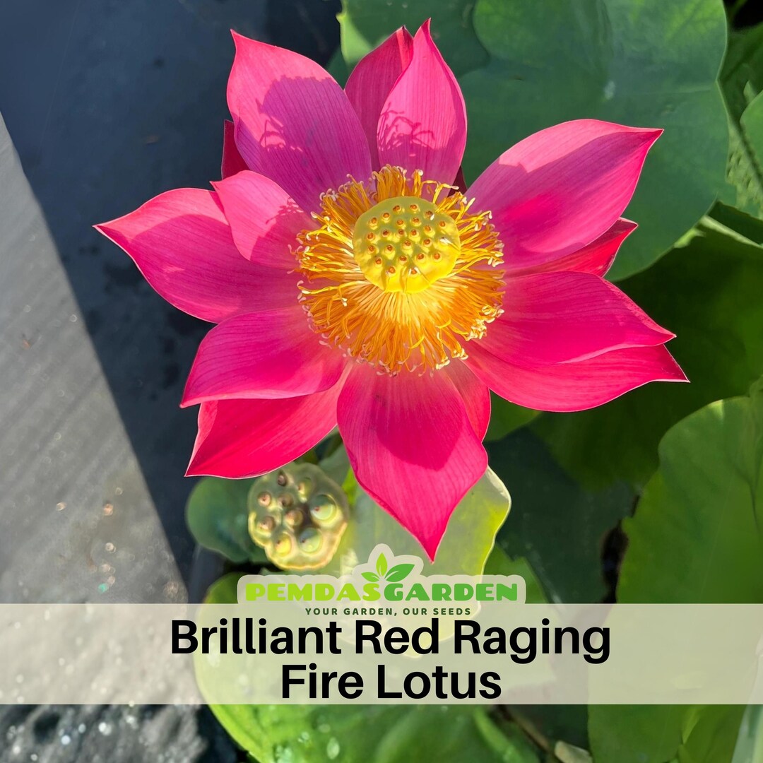 5 Rare Seeds| Brilliant Red Raging Fire Lotus Seeds - Indian Lotus ...