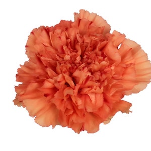 Orange Carnations - Dianthus Seeds - Authentic - Open-pollinated ...