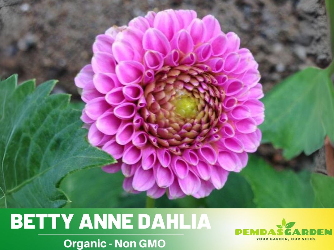 40 Seeds Betty Anne Dahlia Seeds Pollinator Friendly Open Pollinated ...