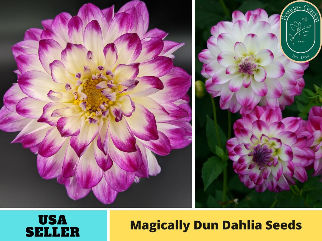 40 Seeds Magically Dun Dahlia Seeds-authentic Seeds GMO Free ...