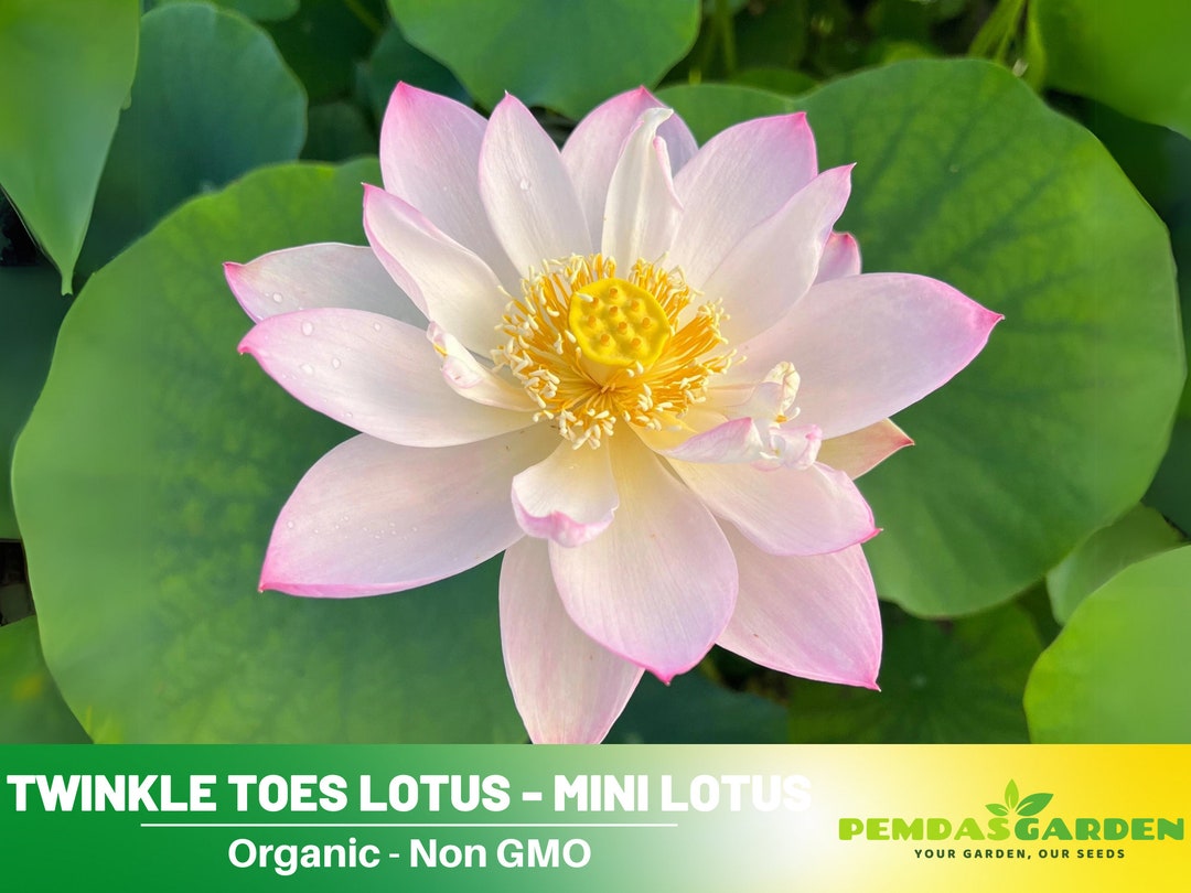 5 Rare Seeds Twinkle Toes Lotus MINI LOTUS Seeds Indian Lotus nelumbo ...