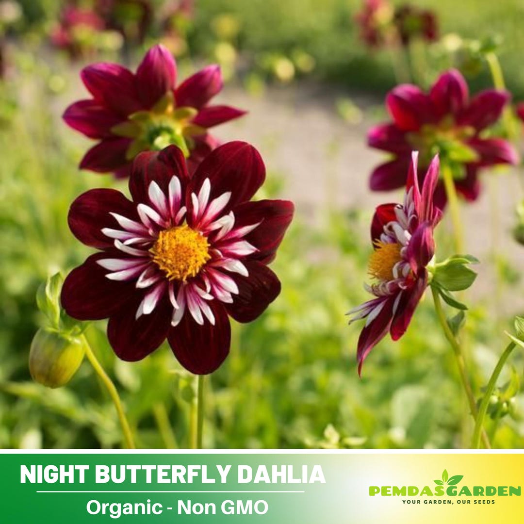 40+ Seeds| Night Butterfly Dahlia Seeds - Pollinator Friendly- Open ...