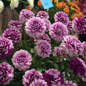 40+ Seeds| B-man Dahlia Seeds Pollinator Friendly- Open Pollinated ...