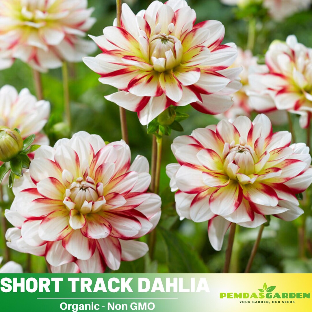 40+ Seeds| Short Track Dahlia Seeds - Pollinator Friendly- Open ...