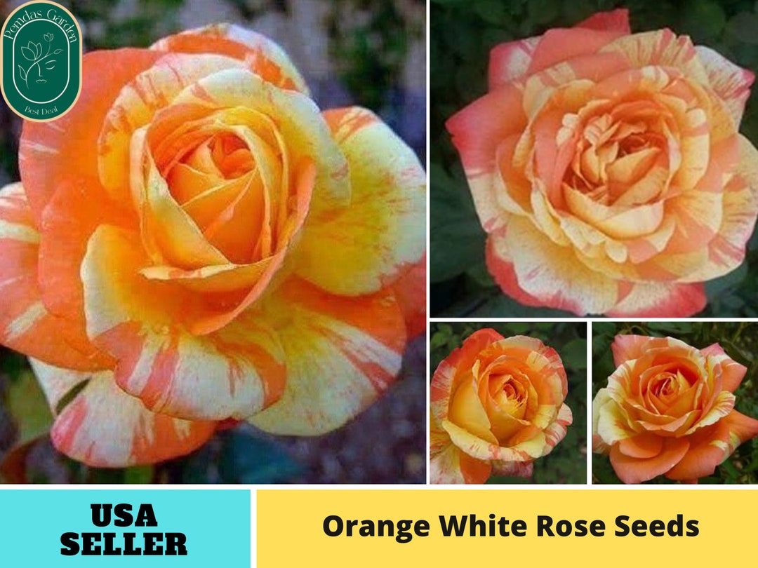 30 Seedsorange White Flower Rose Seeds Authentic Seeds Perennialgmo ...
