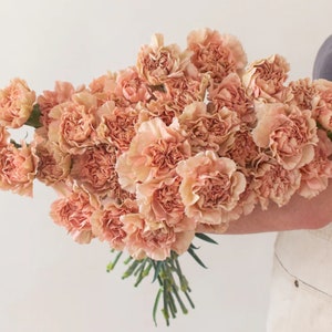 Toffee Beige Carnations - Dianthus Seeds - Authentic - Open-pollinated ...