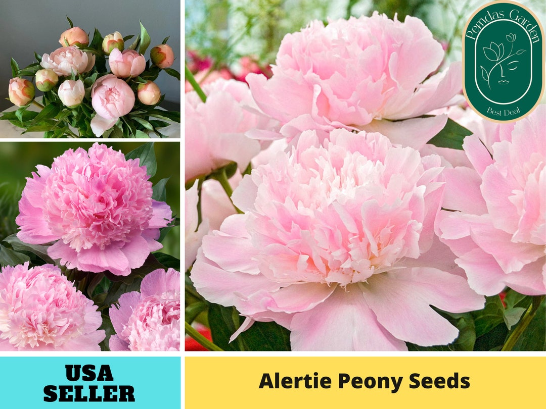 10seeds Alertie Peony Perennial Seeds Authentic Seeds Perennialgmo ...
