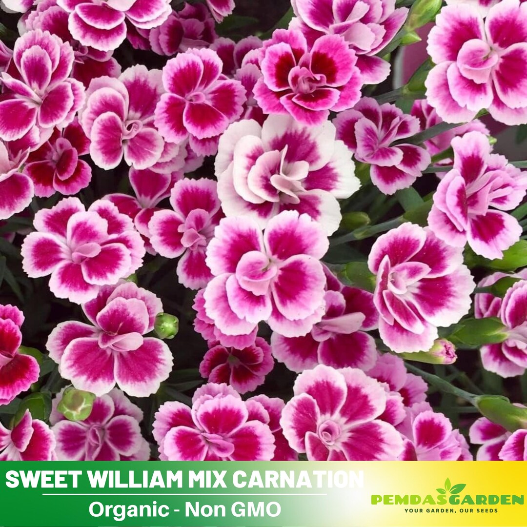 Sweet William Mix Carnations - Dianthus Seeds- Open-pollinated ...