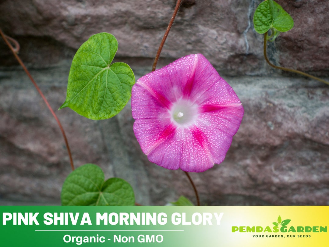 30 Seeds Pink Shiva Morning Glory Seeds Authentic Seeds Perennial GMO ...