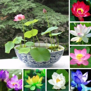 5 Rare Seeds| Mix Colour Mini Lotus Seeds - Indian Lotus (nelumbo ...