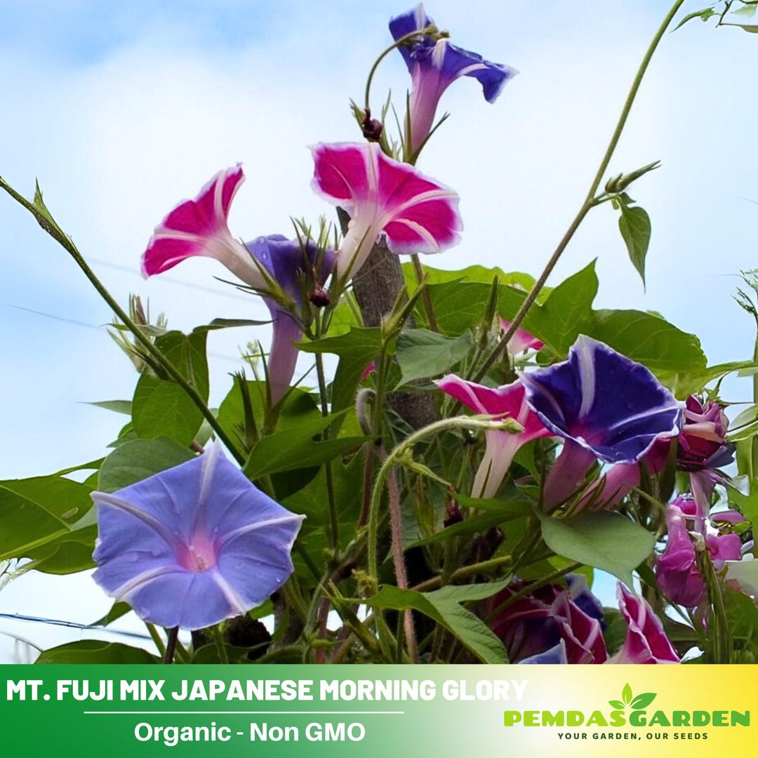30+seeds| Mt. Fuji Mix Japanese Morning Glory Seeds- - Open-pollinated ...
