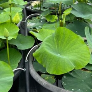 5 Rare Seeds| Prairie Dream Lotus Seeds - Indian Lotus (nelumbo ...