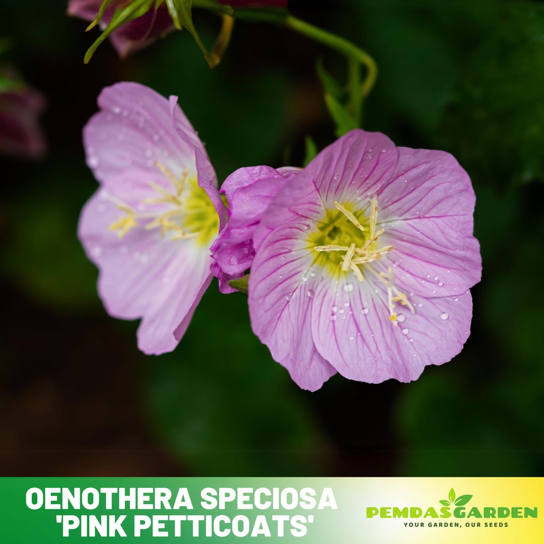 Oenothera Speciosa 'pink Petticoats' Seeds - Suncups - Sundrops ...
