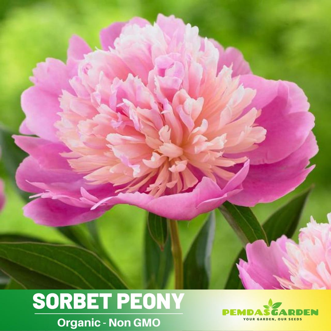 10+seeds| Sorbet Peony Perennial Seeds - Paeonia - Attract Butterflies ...