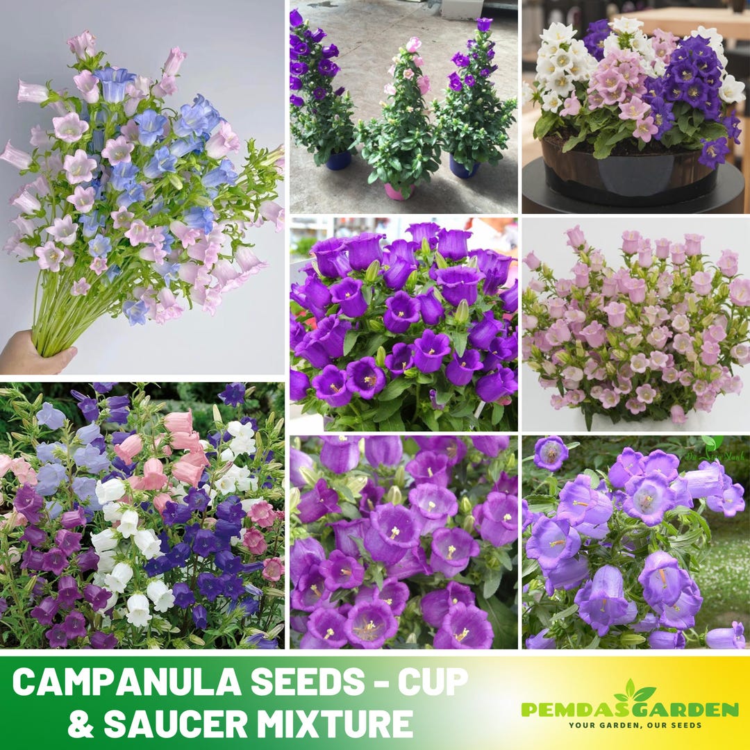 Campanula Seeds - Cup & Saucer Mixture - Bellflowers Seeds - Authentic ...