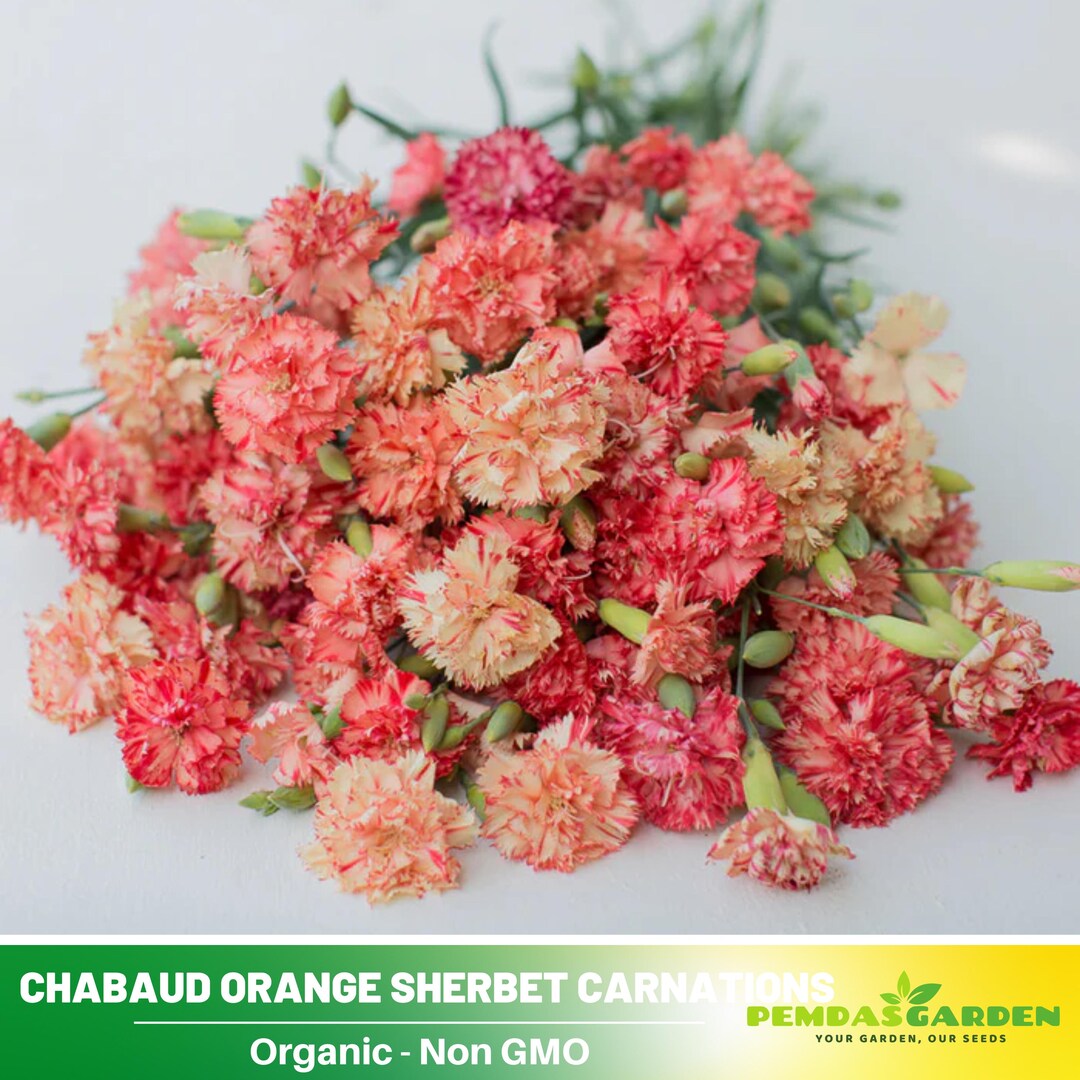 30+seeds|chabaud Orange Sherbet Carnations - Dianthus Seeds - Open ...