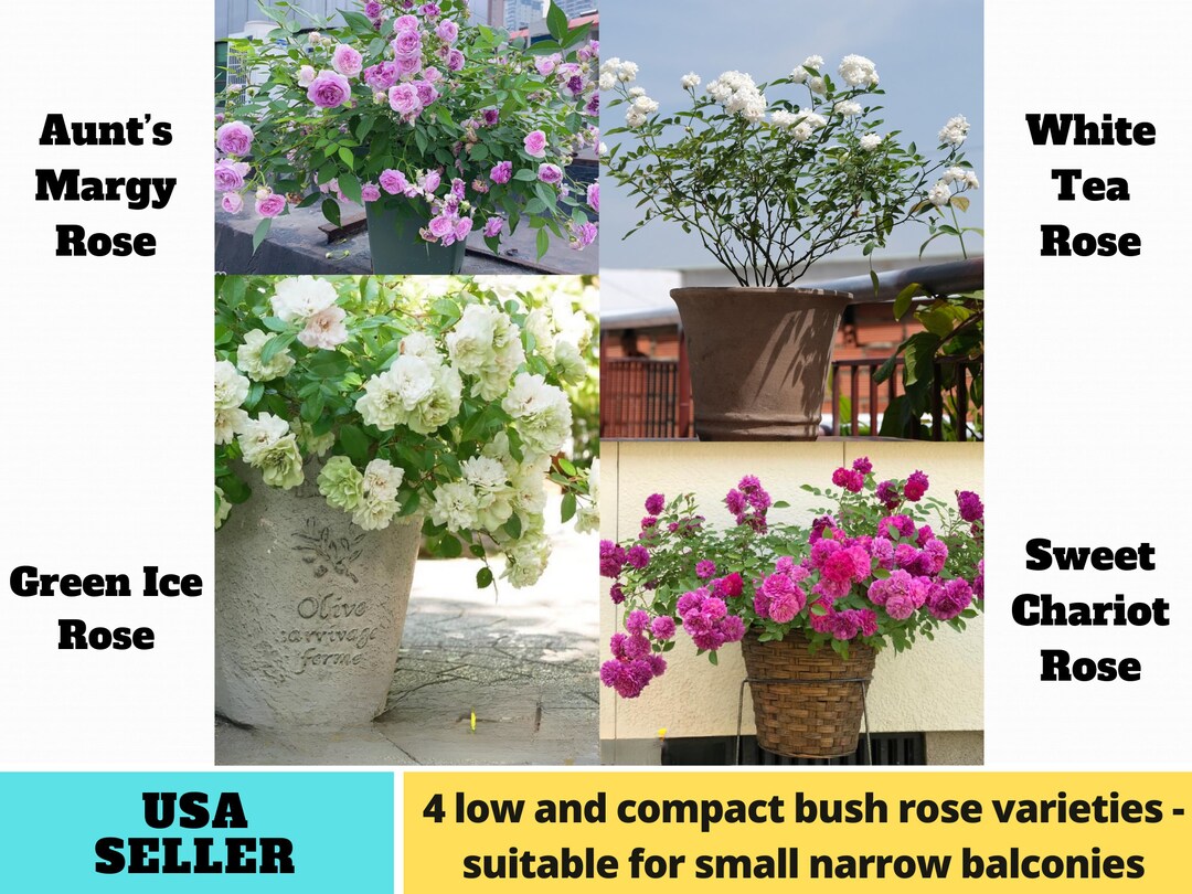 30 Seeds Mix Rose Seeds flowers-or Perennial authentic Seeds-ganic. Non ...